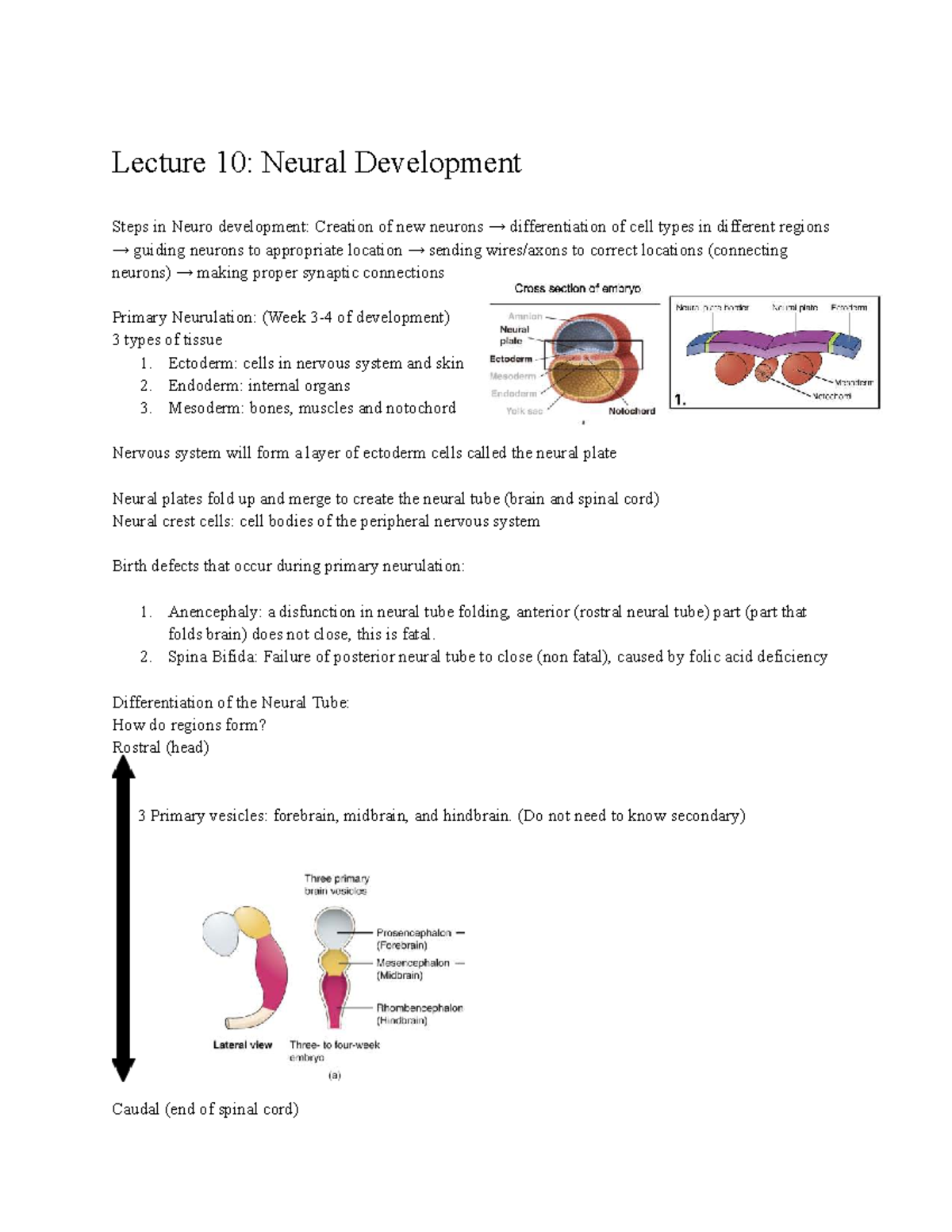Lecture Notes on Neural Development & Neuroanatomy (BIOL-120) - Studocu