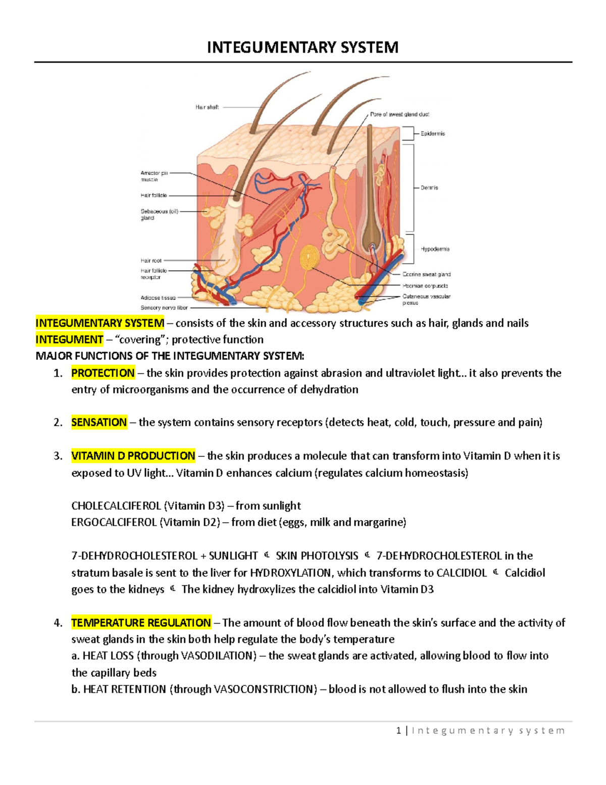 Integumentary system - notes - 1 | I n t e g u m e n t a r y s y s t e ...
