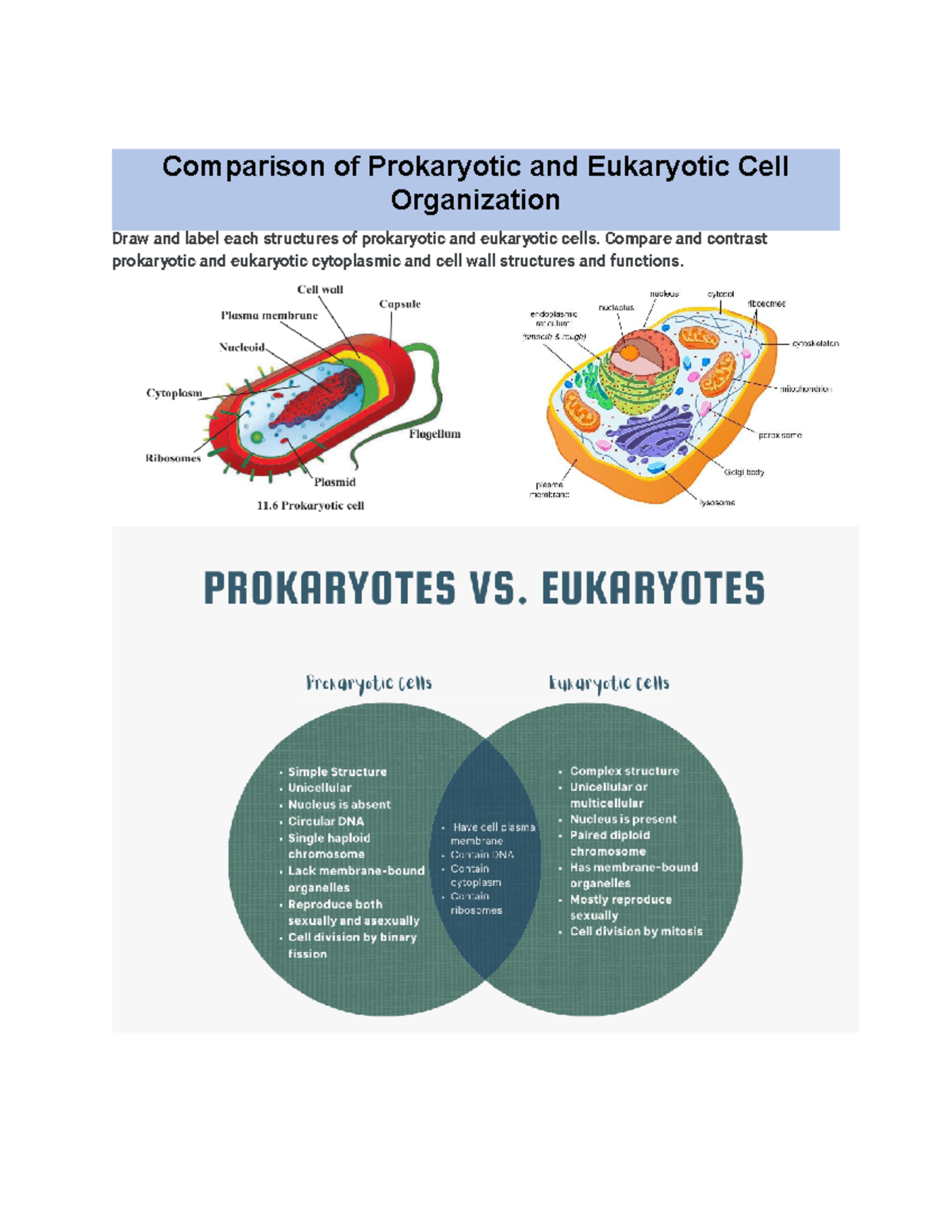 Comparison of Prokaryotic and Eukaryotic Cell Organization - Medical ...