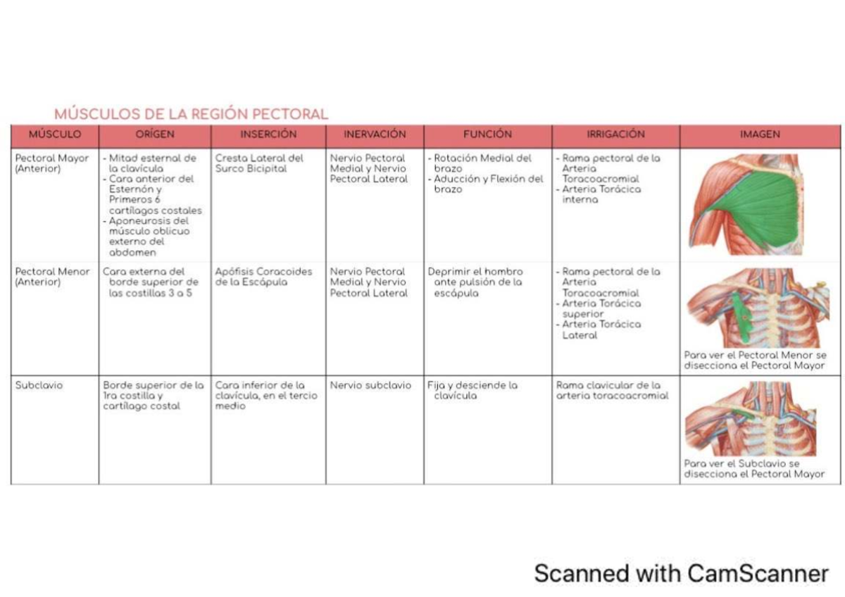 MÚSCULOS DE LA REGIÓN PECTORAL Y DORSAL: ORIGEN, INSERCIÓN, INERVACIÓN ...