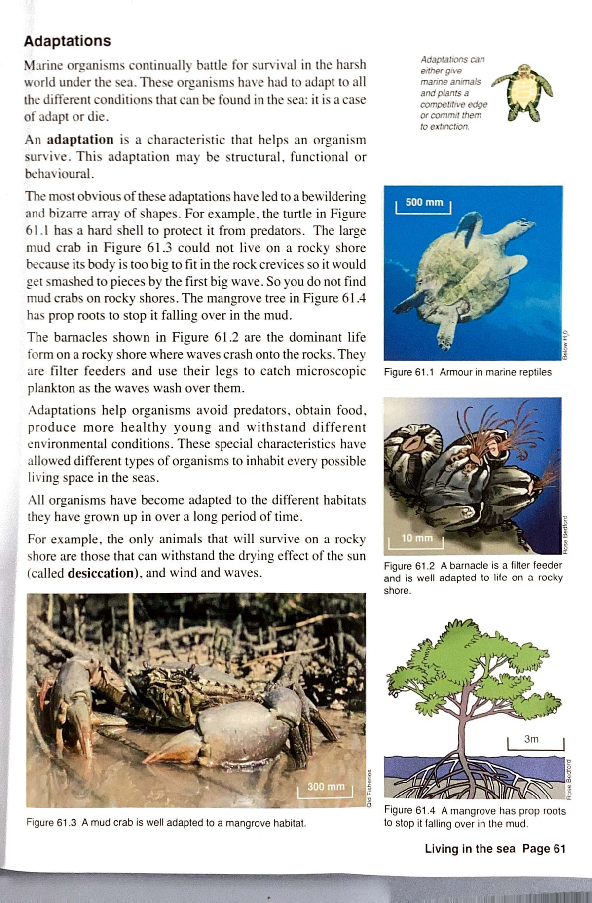 Adaptations in Marine Organisms: Survival Strategies Explained - Studocu
