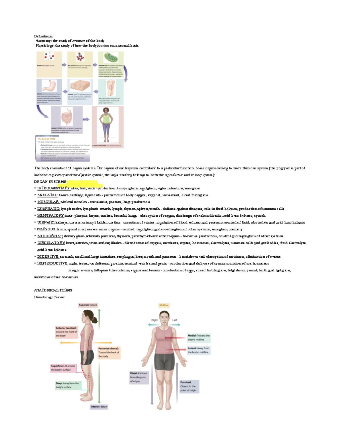 Module 11 - Digestive System Notes Overview & Key Concepts - Studocu