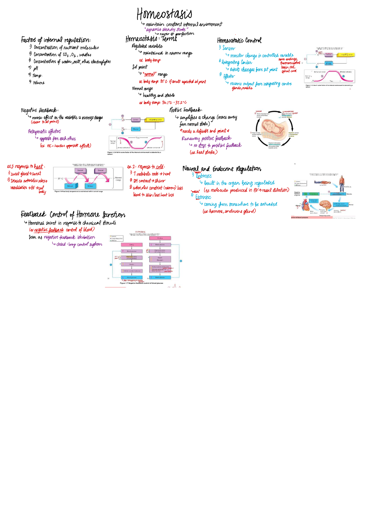 Homeostasis: Lecture 1 - Internal Regulation and Feedback Mechanisms ...