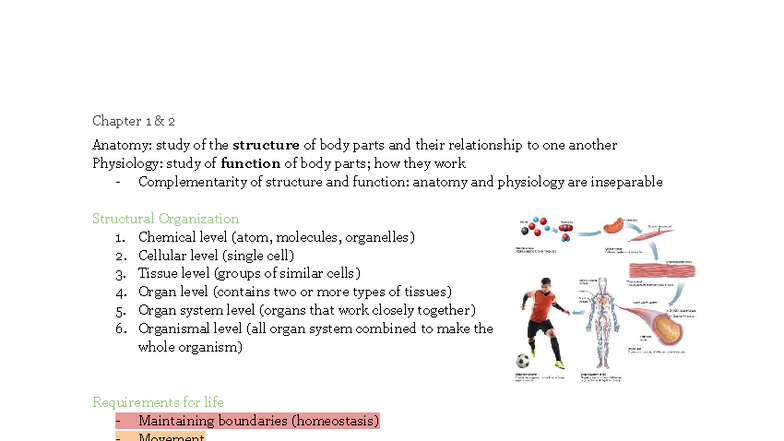 Anatomy and Physiology Review: Chapters 1-16 Overview - Studocu
