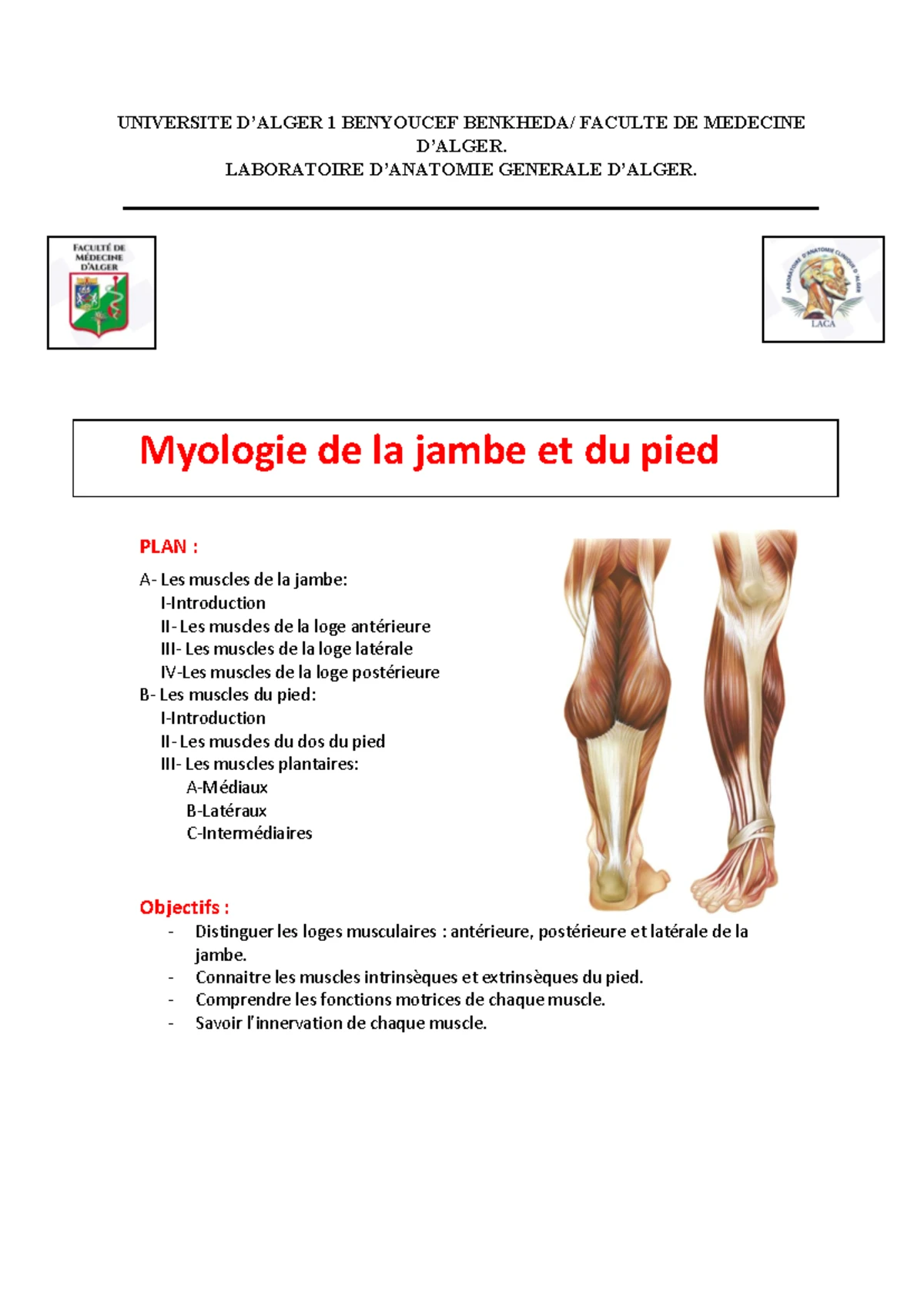 Plexus Sacral et Nerf Ischiatique - Anatomie et Fonction (MED 101 ...