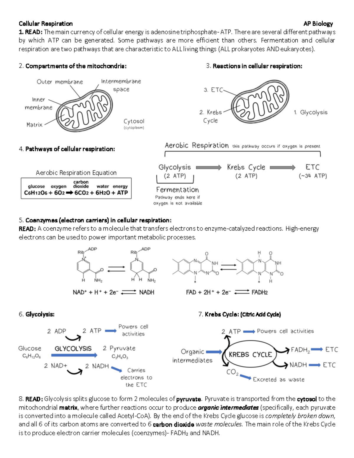 AP Biology Cellular Respiration Inquiry Worksheet with Answers - Studocu