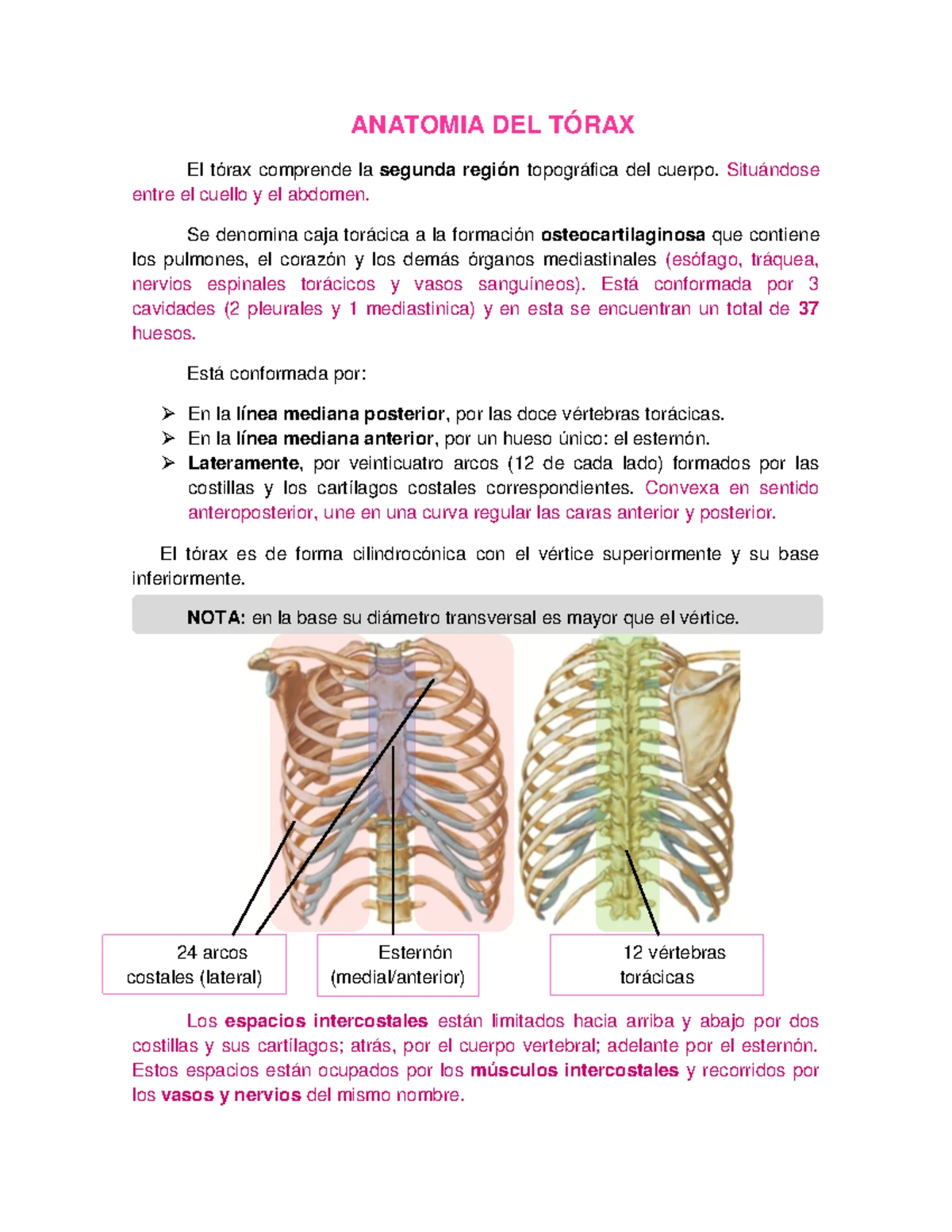 Irrigación, Inervación y Drenaje Linfático de la Pelvis: Anatomía y ...
