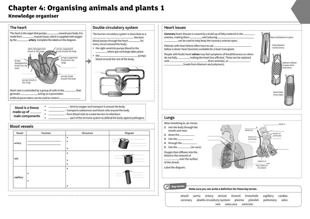 B4: Chapter 4 Knowledge Organiser - Circulatory & Plant Tissues - Studocu