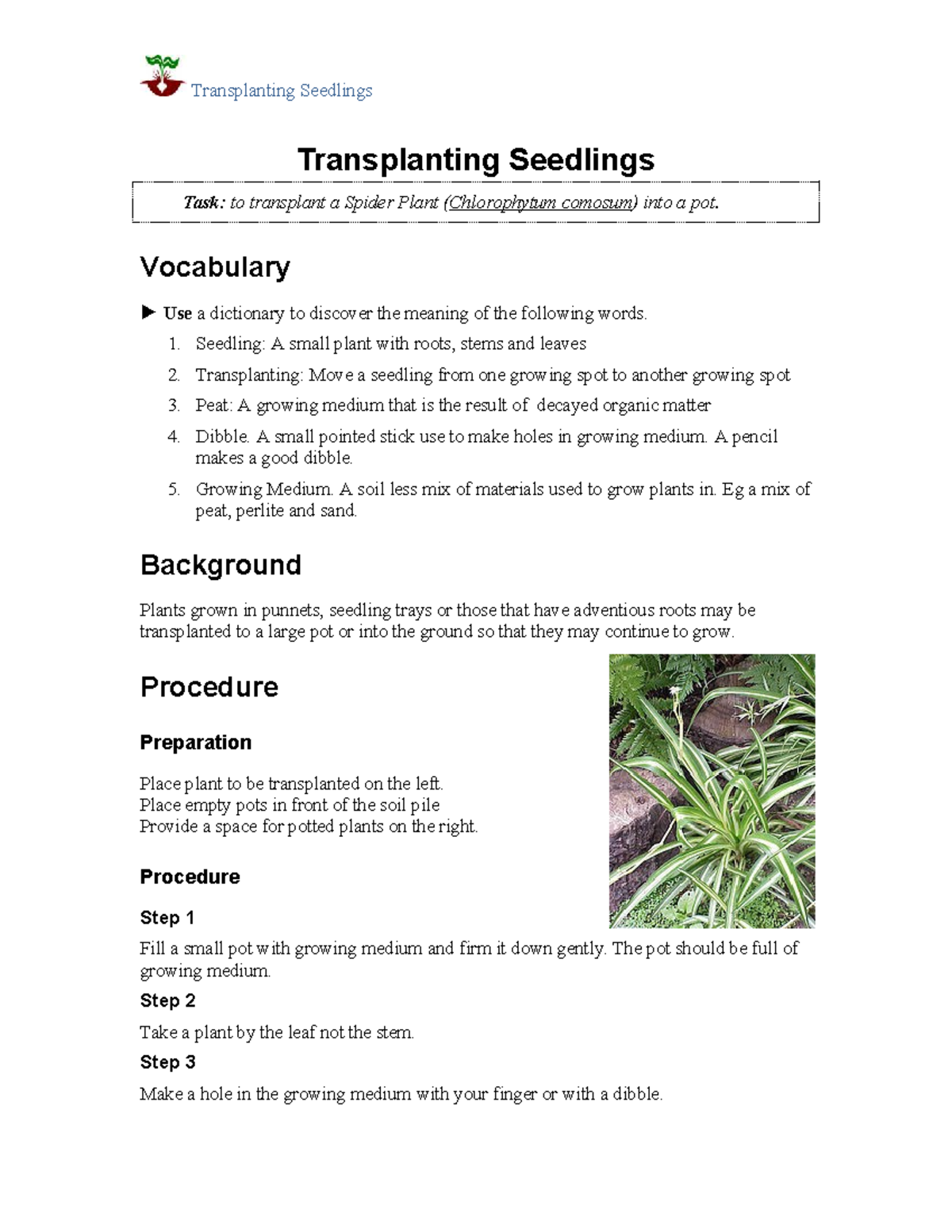 Transplanting Seedlings: A Guide to Spider Plant Care - Studocu