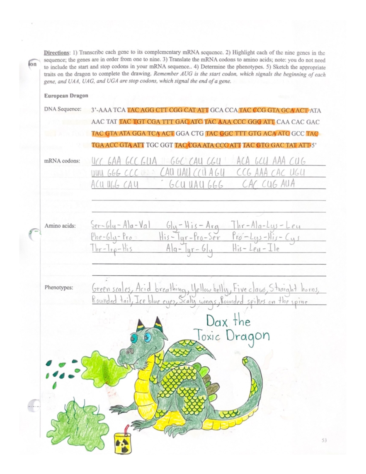 Biology 101: Transcription & Translation of Dragon Genes - Studocu