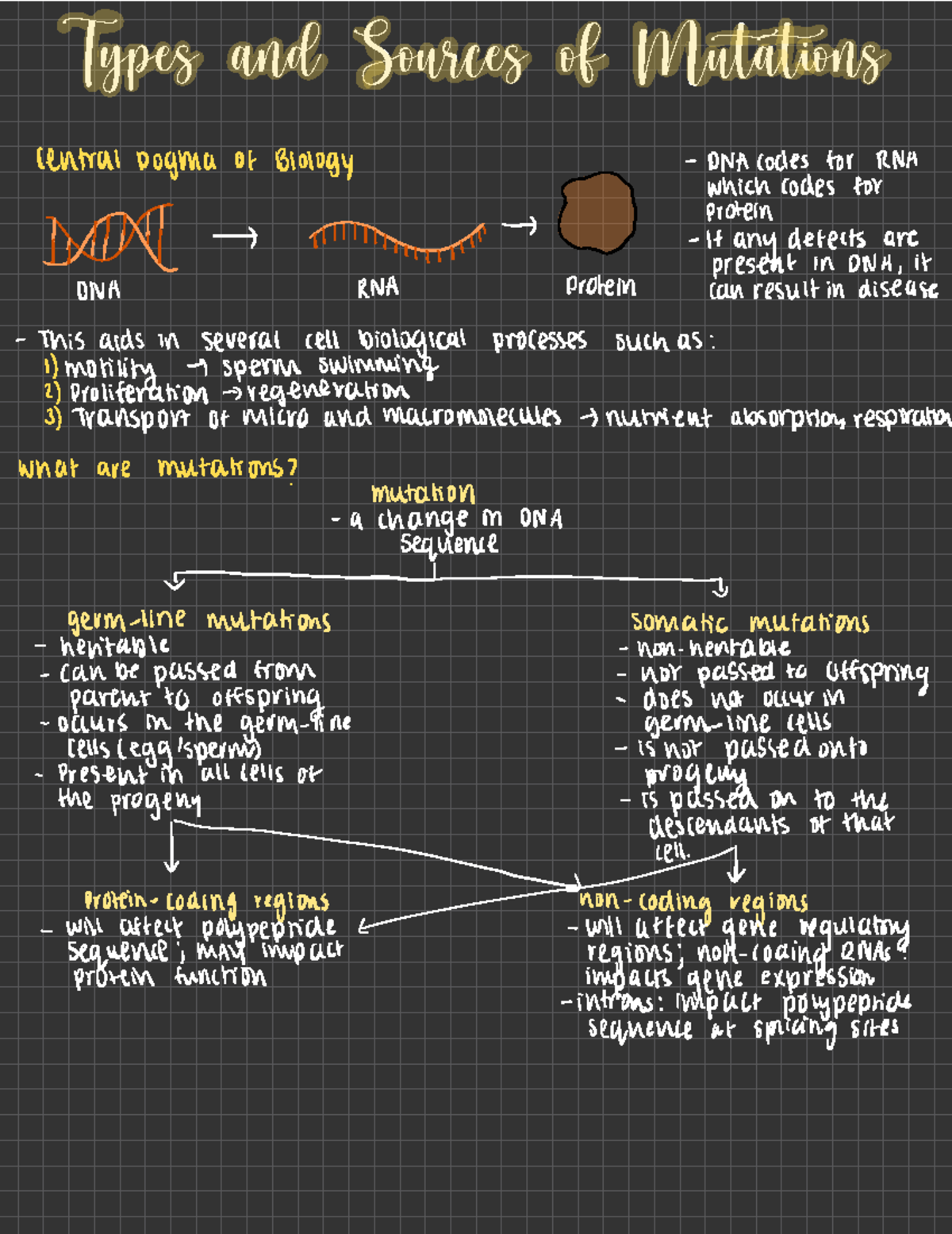 Midterm 1 Notes - Types and Sources of Mutations central Dogma of ...
