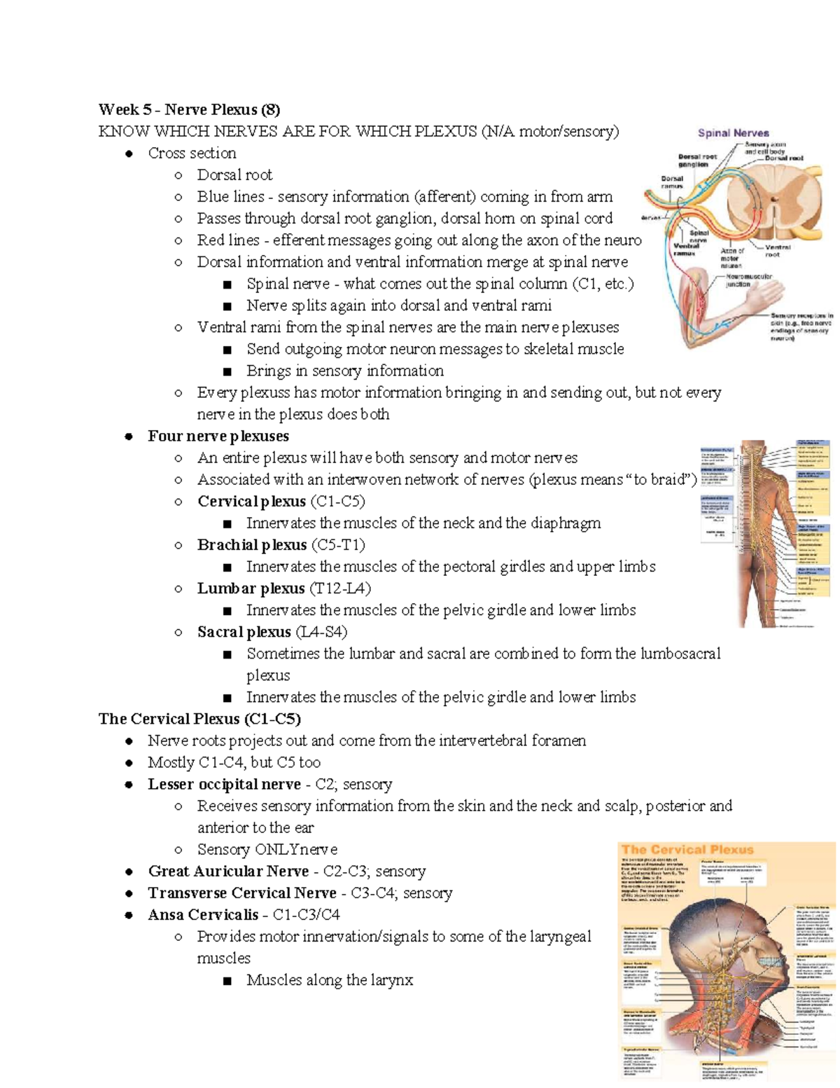 Anatomy Notes - Exam 2: Nerve Plexus, Cranial Nerves, and ANS Overview ...