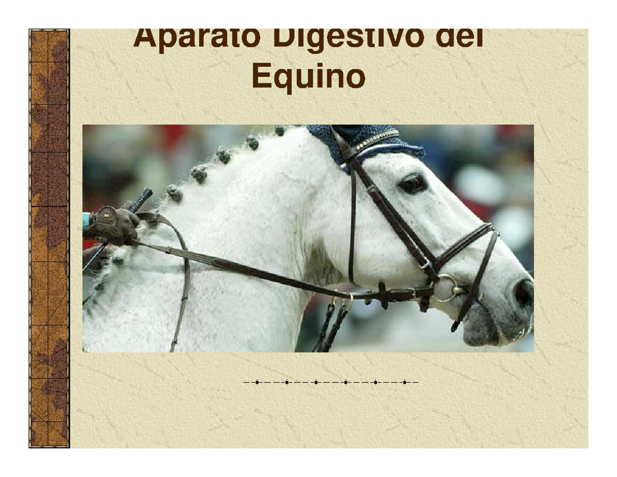 Aparato Digestivo del Equino: Funciones y Estructura (ESÓFAGO, ESTÓMAGO ...