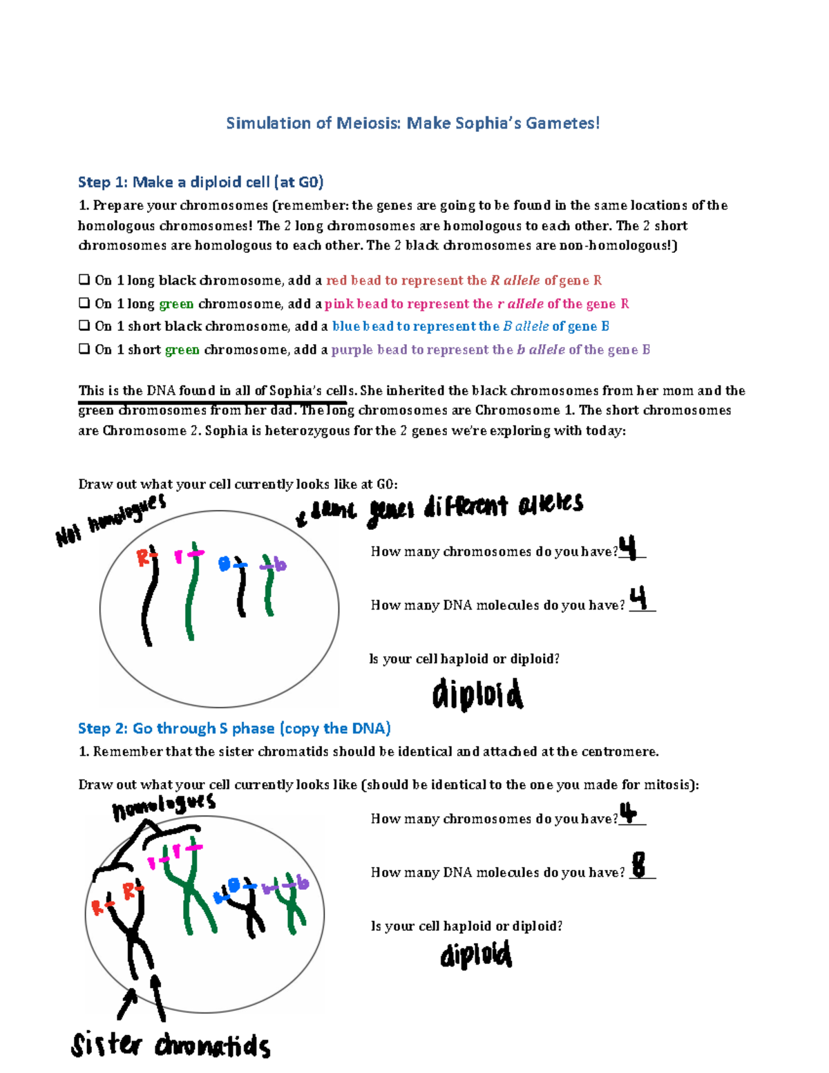 Simulation of Meiosis: Step-by-Step Gamete Creation Guide - Studocu