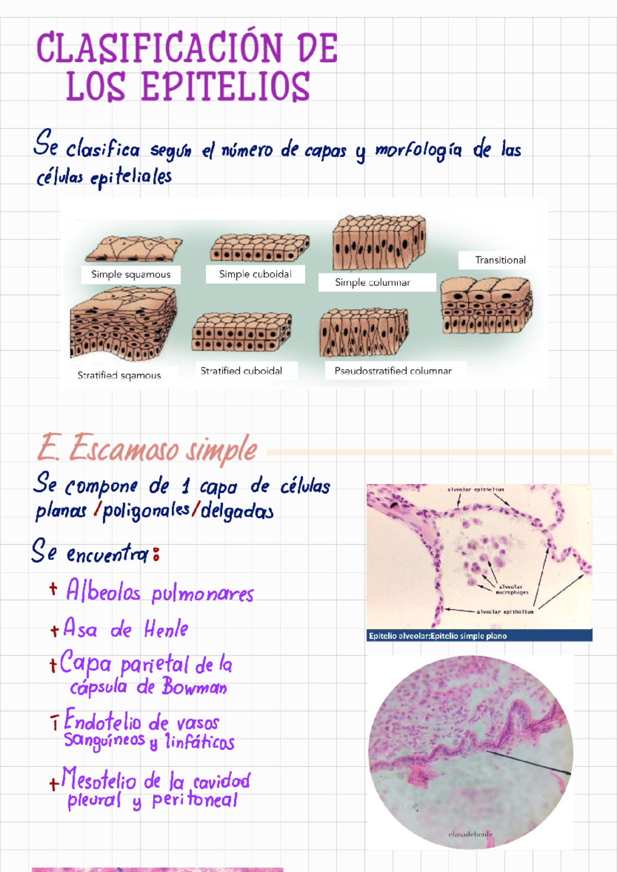 Clasificación de los tejidos epiteliales - TEMA 1 - CLASIFICACIÓN DE LOS EPITELIOS Se clasifica ...