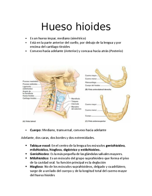 [Solved] Apfisis Unciforme funcion y relacion - Anatomia y disecciones ...