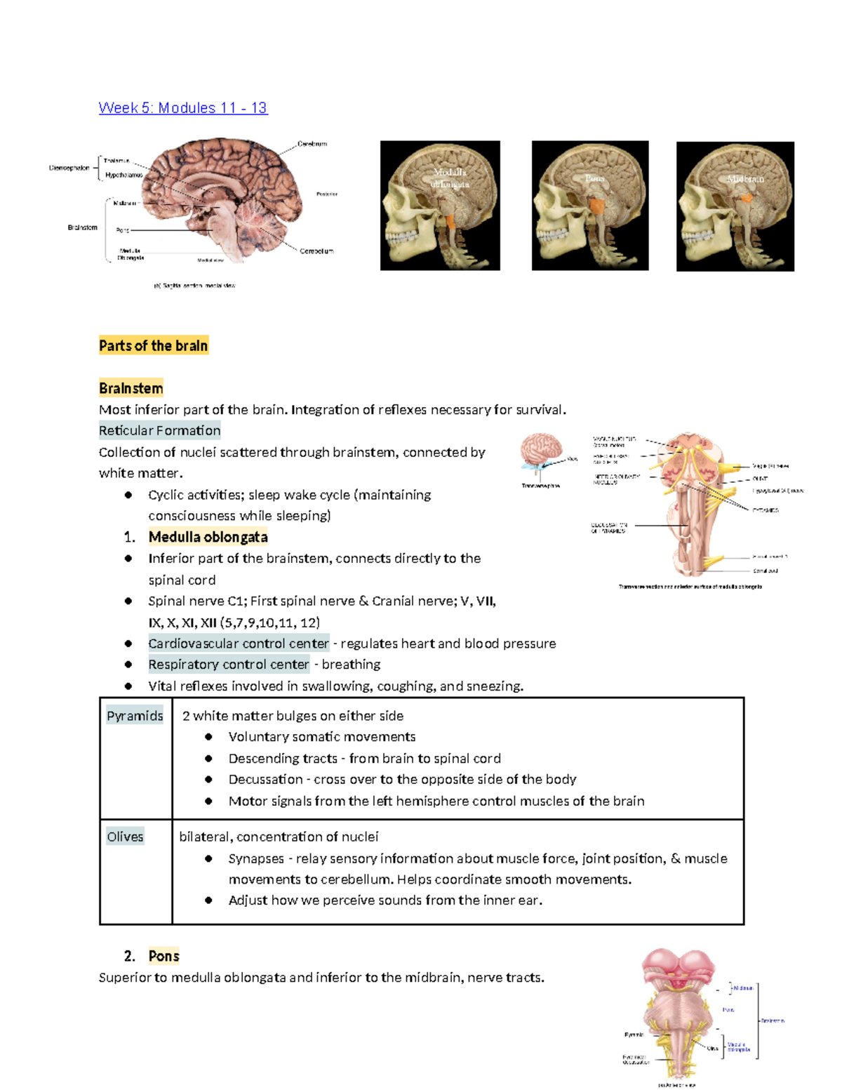 Brain and Cranial Nerves - Week 5: Modules 11 - 13 Parts of the brain ...