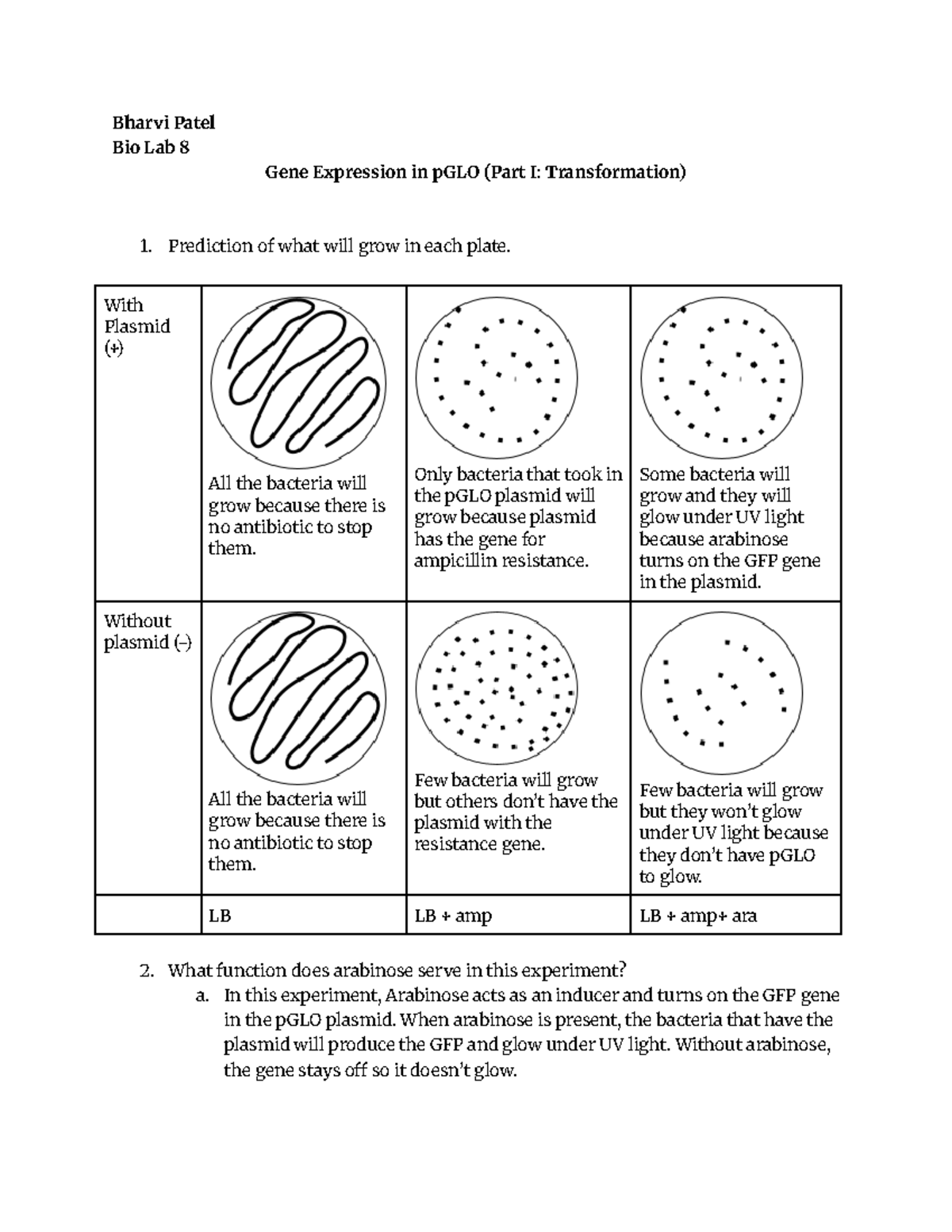 Bio Lab 8: Gene Expression in pGLO - Transformation Insights - Studocu