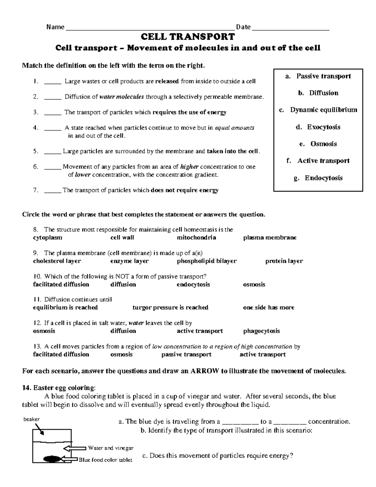 CELL TRANSPORT: Understanding Molecule Movement (Course Code: 2) - Studocu