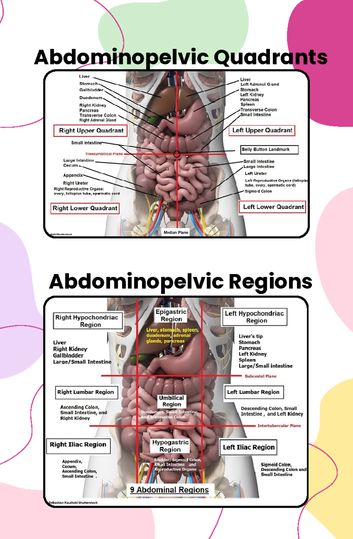 Abdominopelvic-Quadrants - Bachelor in Science Nursing - Abdominopelvic ...