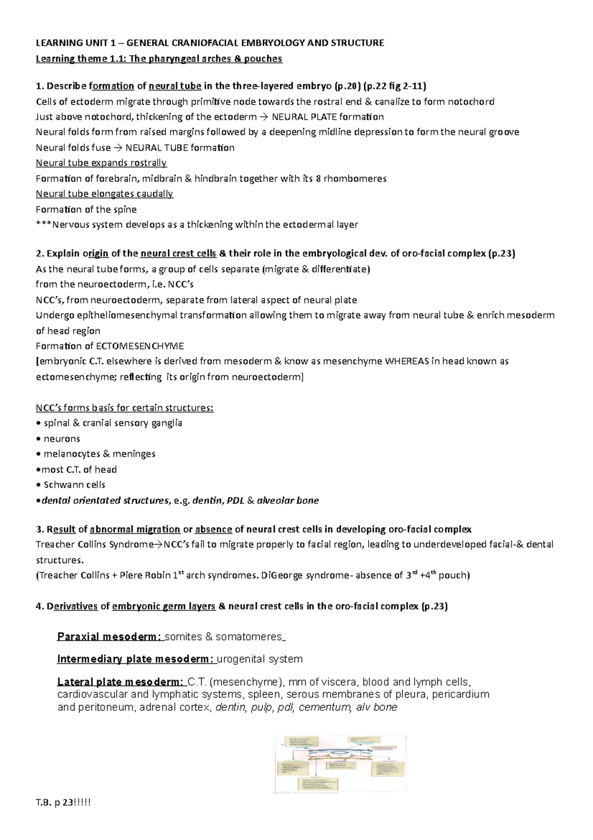 Embryology answers and questions - LEARNING UNIT 1 – GENERAL ...