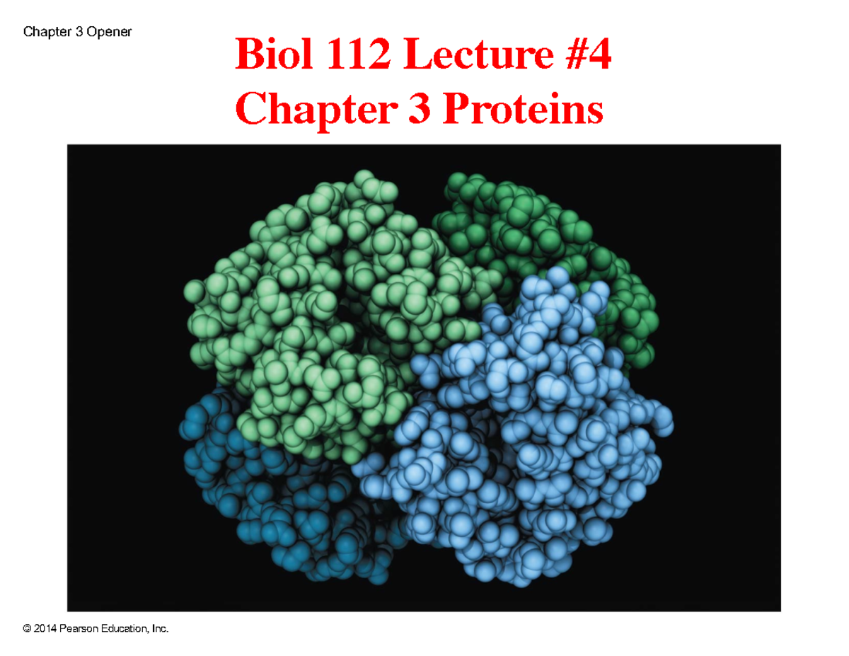 Biol112F24 Lecture 4: Understanding Protein Structures and Functions ...
