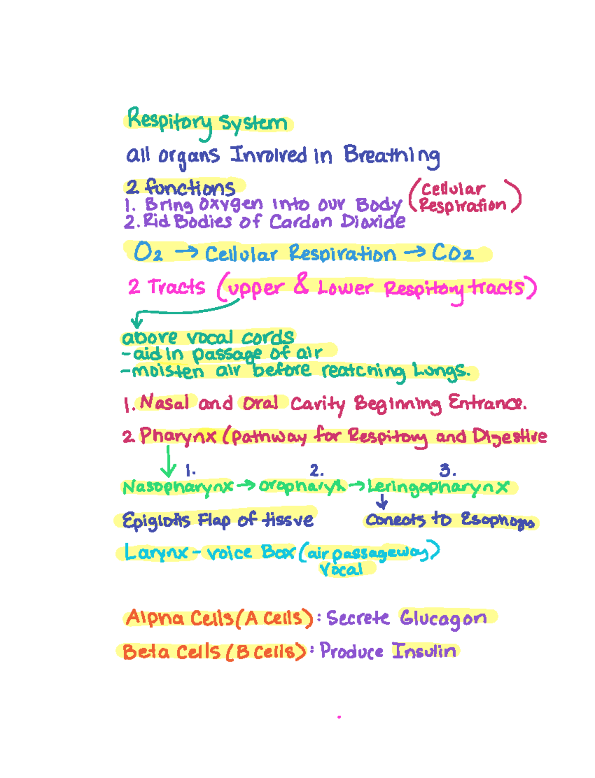 Respiratory System: Comprehensive Notes for Study - Studocu
