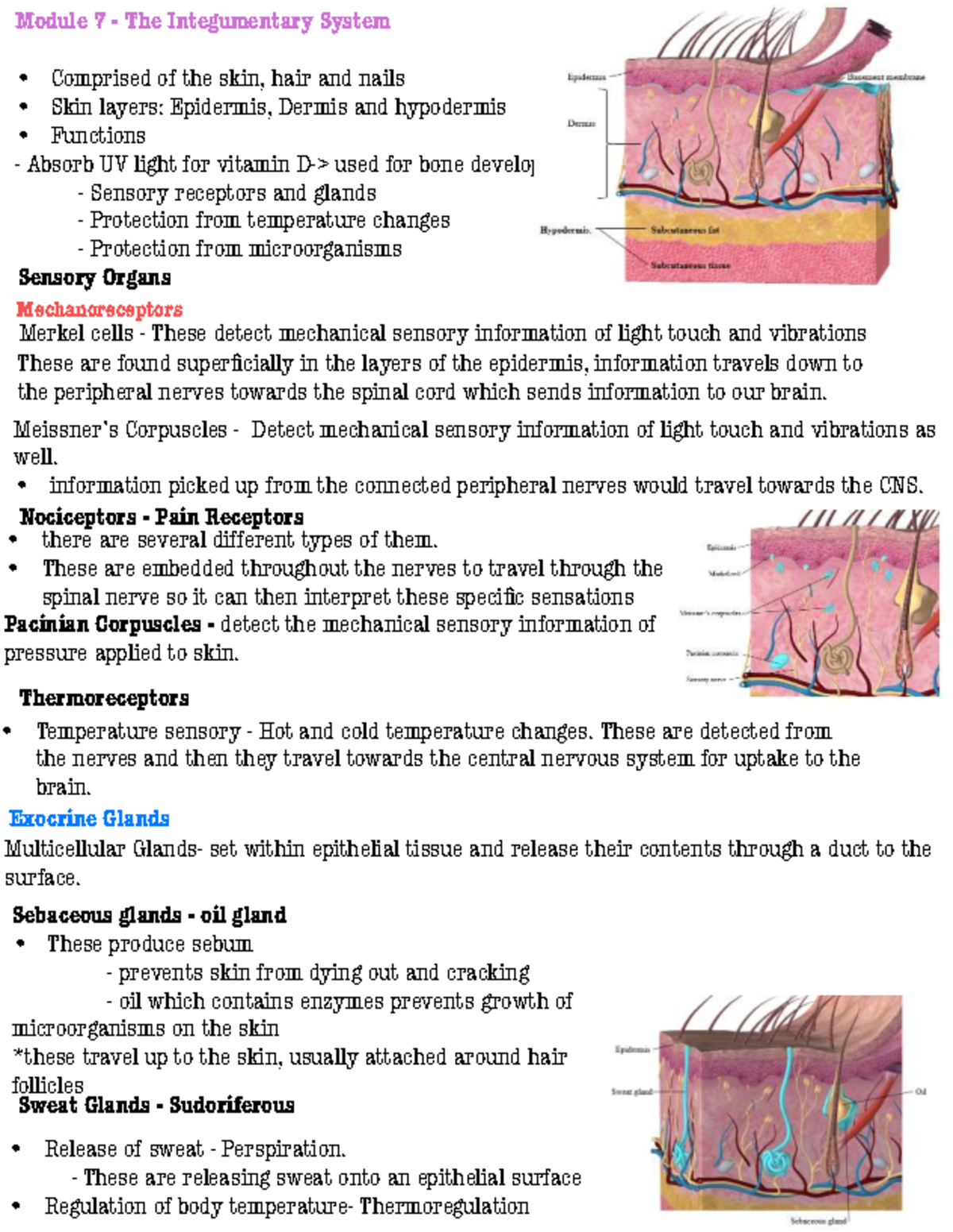 A&P 1 Module 7: The Integumentary System Overview and Functions - Studocu