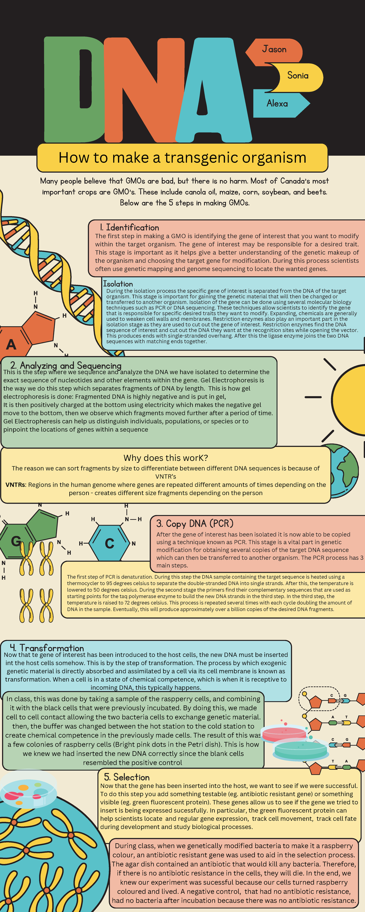 Steps to Create a Transgenic Organism: A Guide to GMOs - Studocu