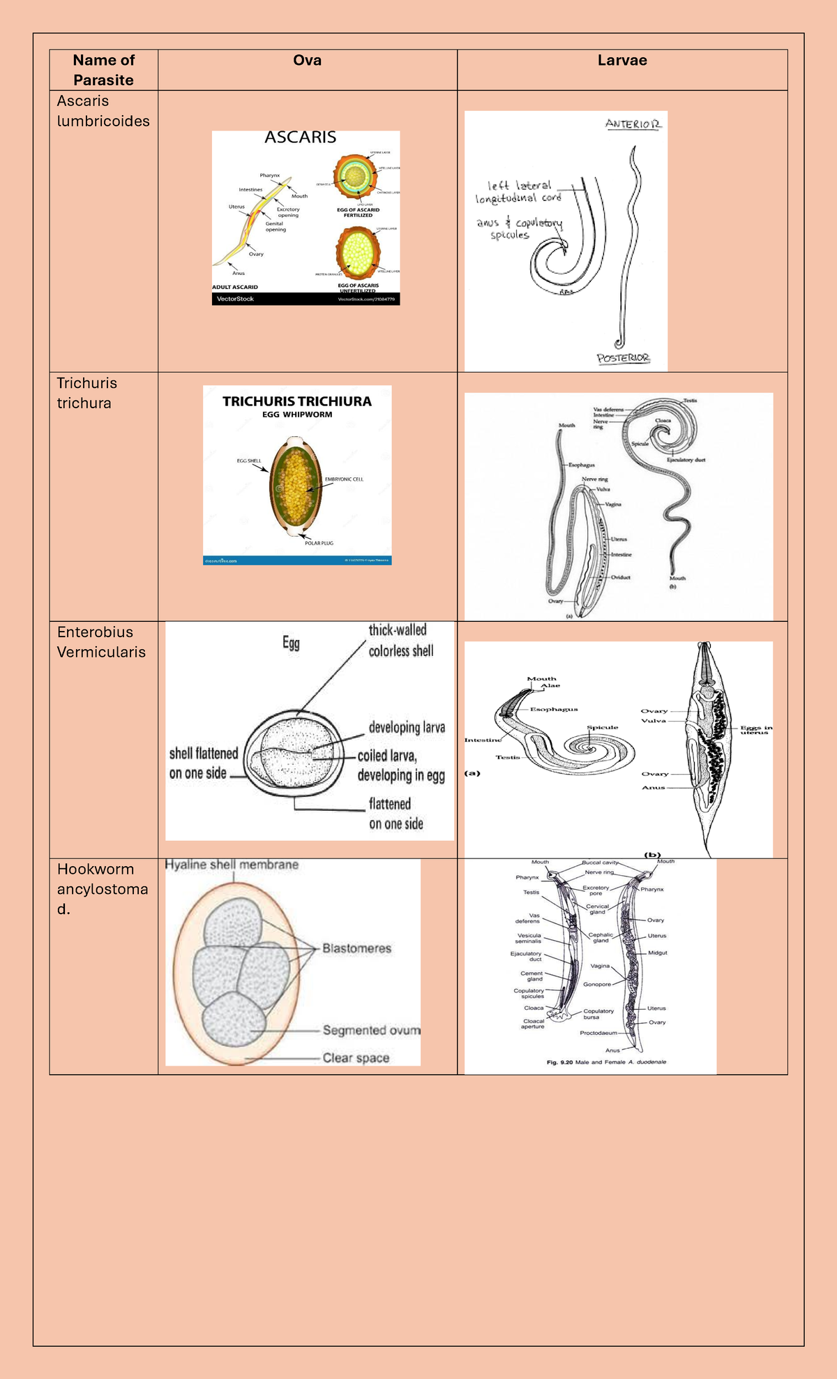 Nematodes OVA MOCK TEST: Identification & Morphology Guide - Studocu