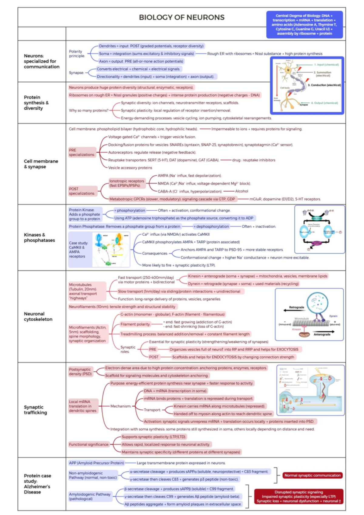 BIO 101 Lecture 1: Cell Biology of Neurons and Synaptic Function - Studocu