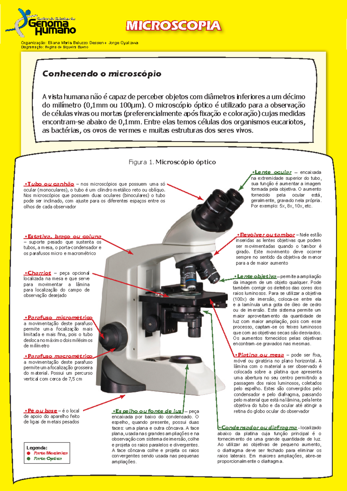 Microscopia - Guia Completo para o Experimento II (Microscopia-2) - Studocu