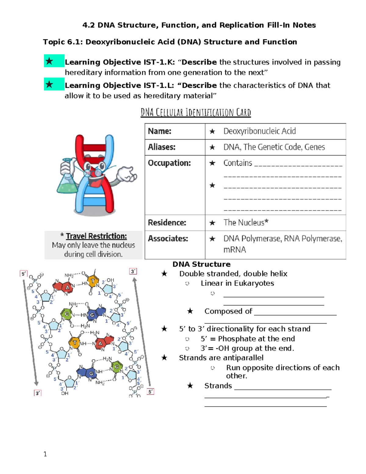 4.2 DNA Structure, Function, and Replication Fill-In Notes - ★ Strands ...