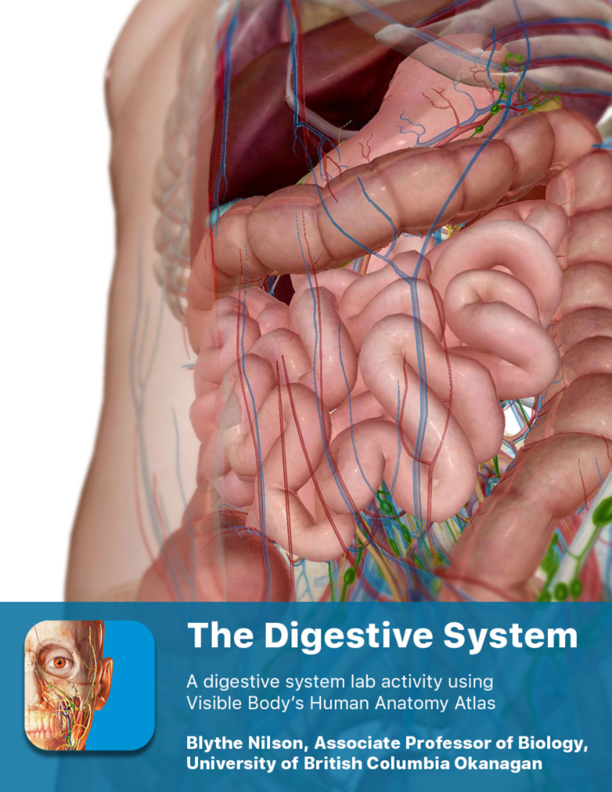 Lab digestive system - Visible body lab - A. Digestive System Overview ...