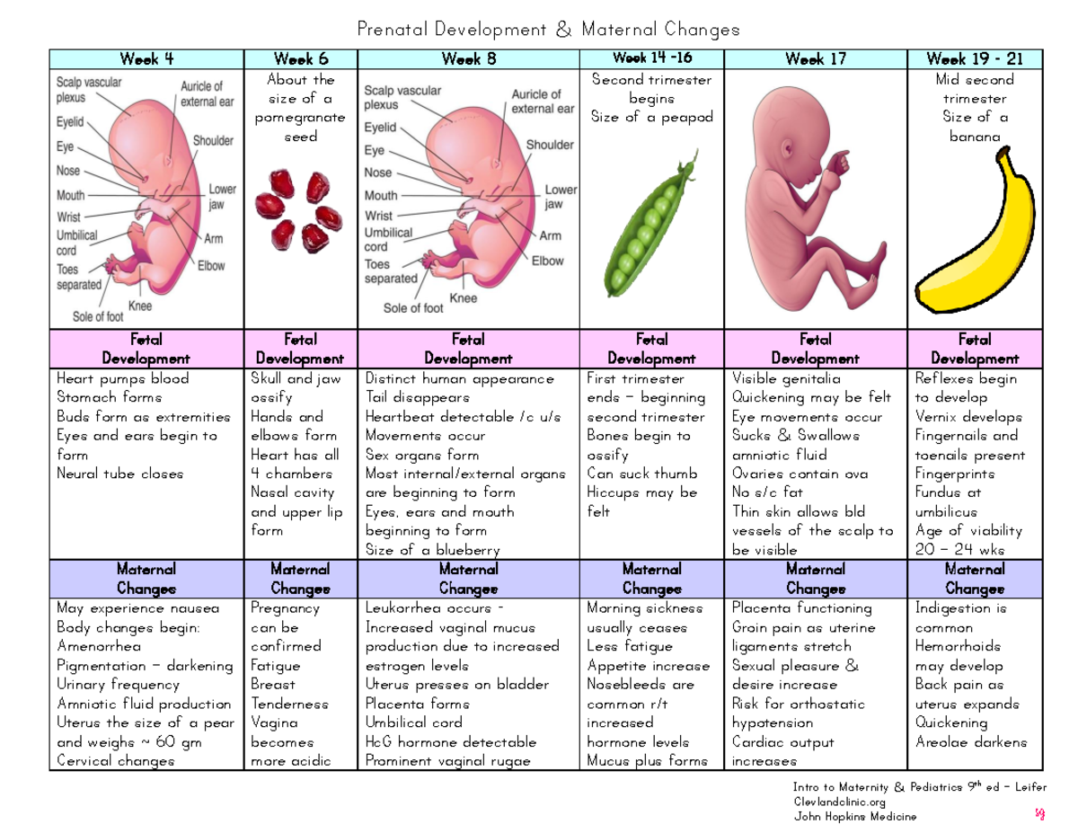 Fetal Development and Physiological Maternal Changes - Week 4 Week 6 ...