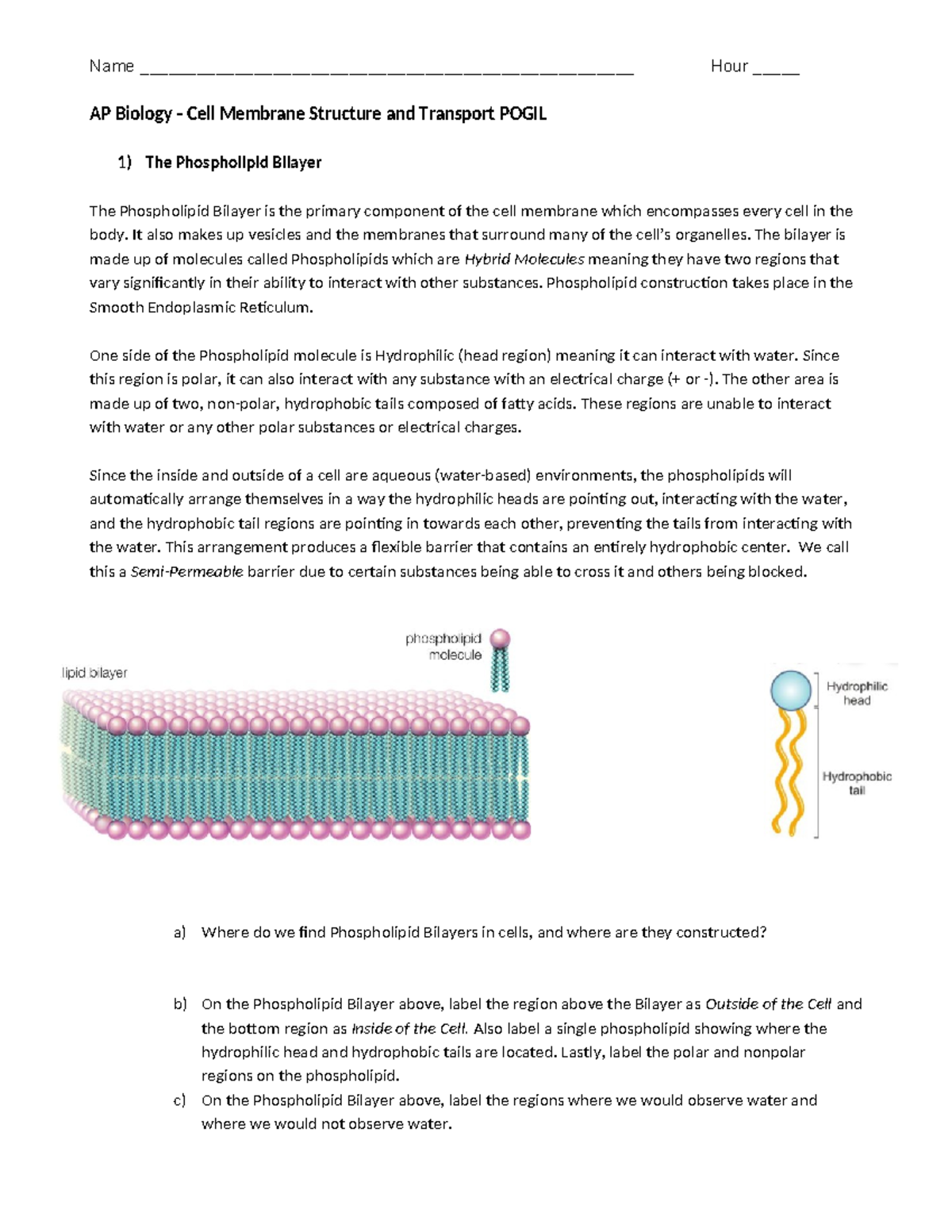 AP Biology (11 21-2) - Cell Membrane Structure & Transport POGIL Notes ...