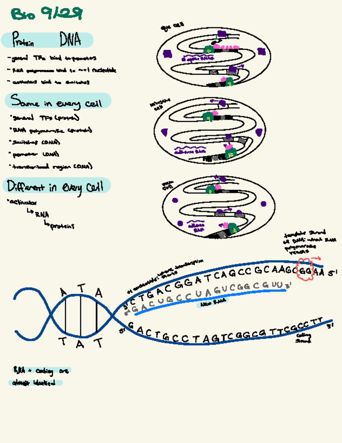 Biology 10 - Doodle - Bio 9/ eye cell I Protein DNA general TFs bind to ...