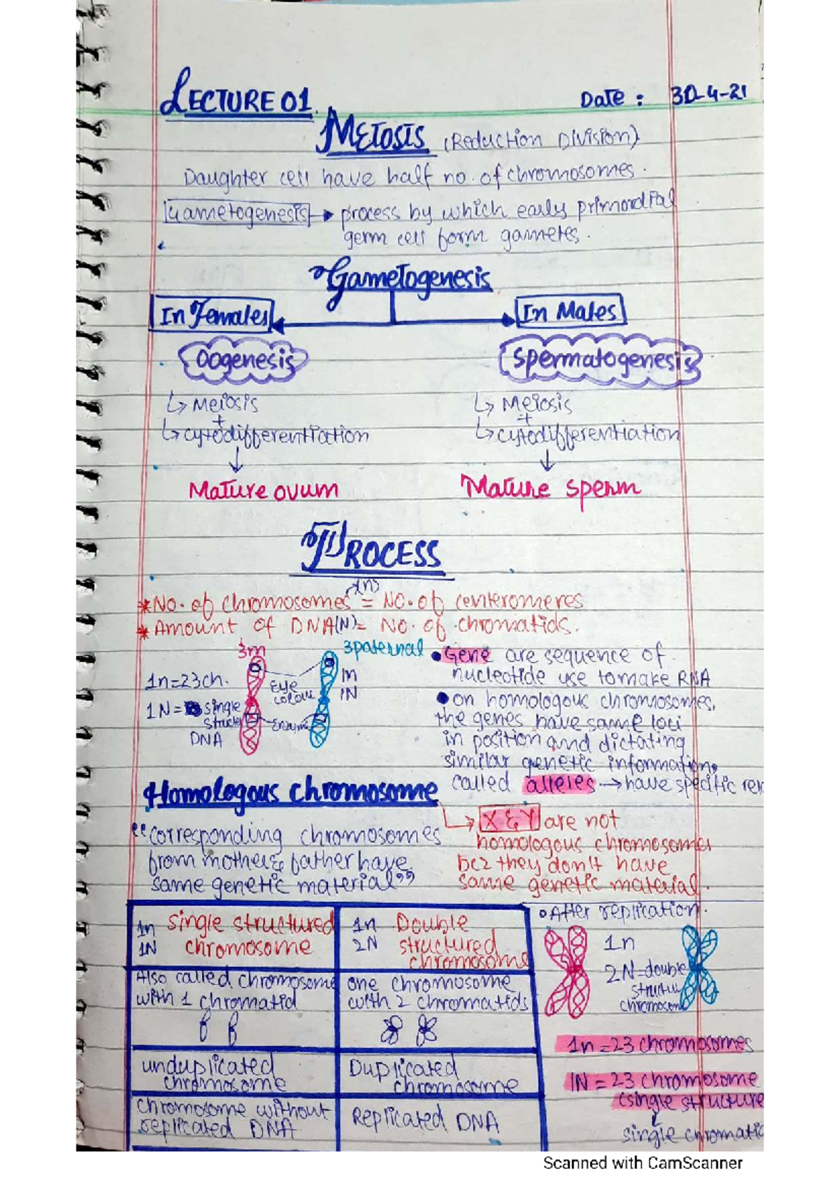 LECTURE 01 & 02: Meiosis, Gametogenesis, and Fertilization in ...
