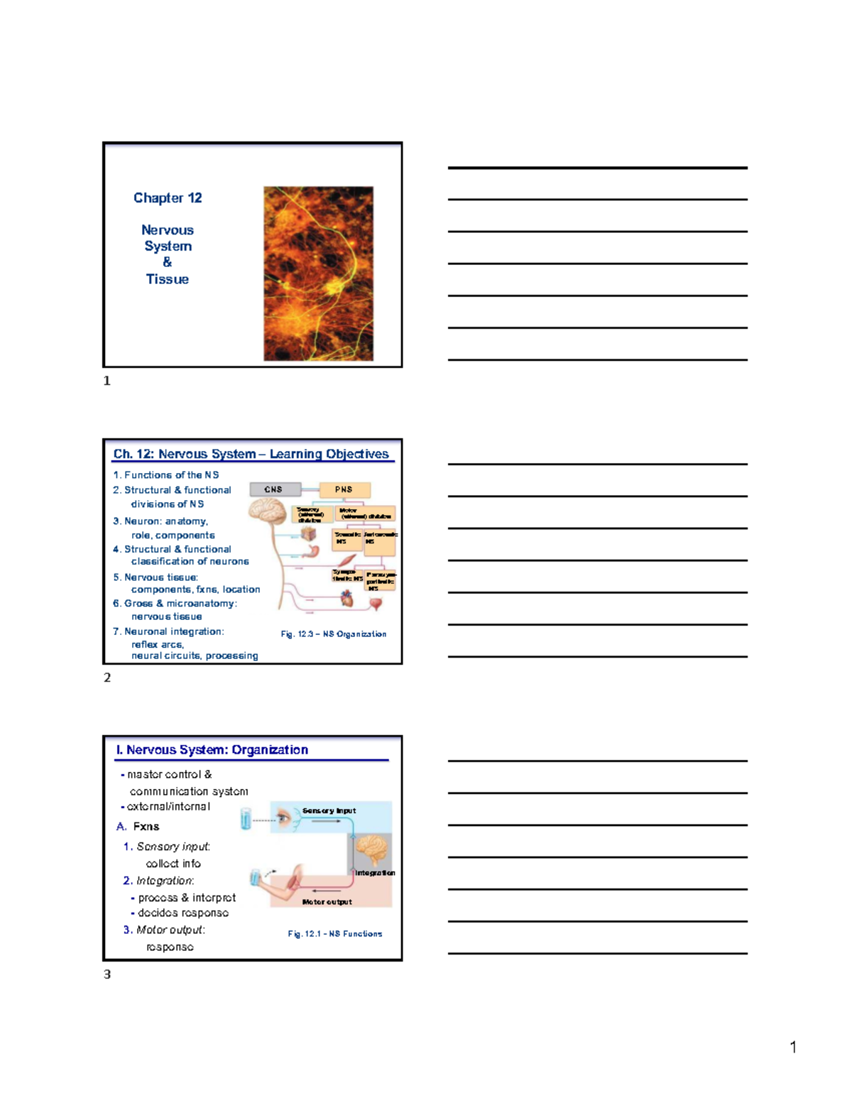 Ch. 12 Nervous System: Structure, Function, and Integration Notes - Studocu