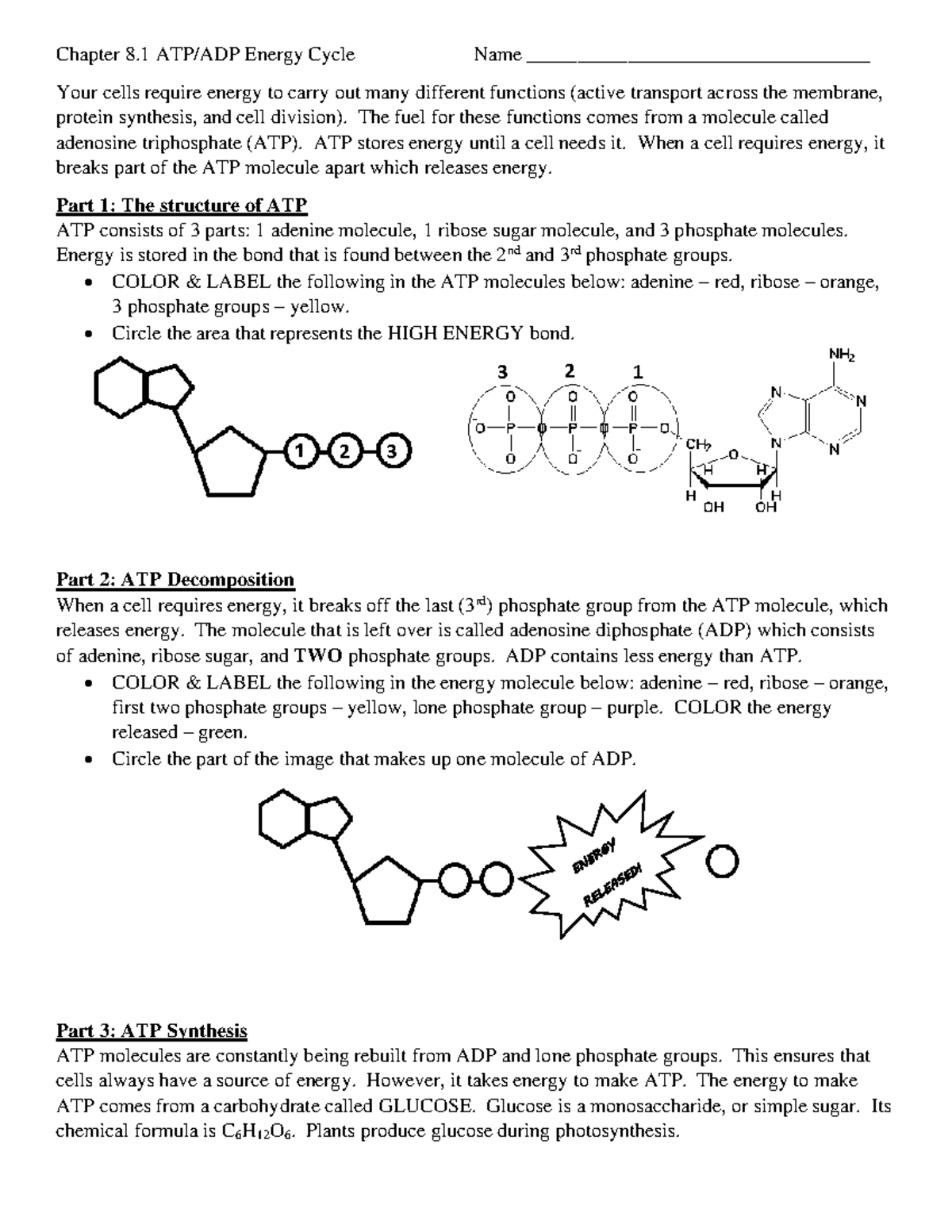 2. ATP and ADP cycle - This is a worksheet for students to do - 1 2 3 ...