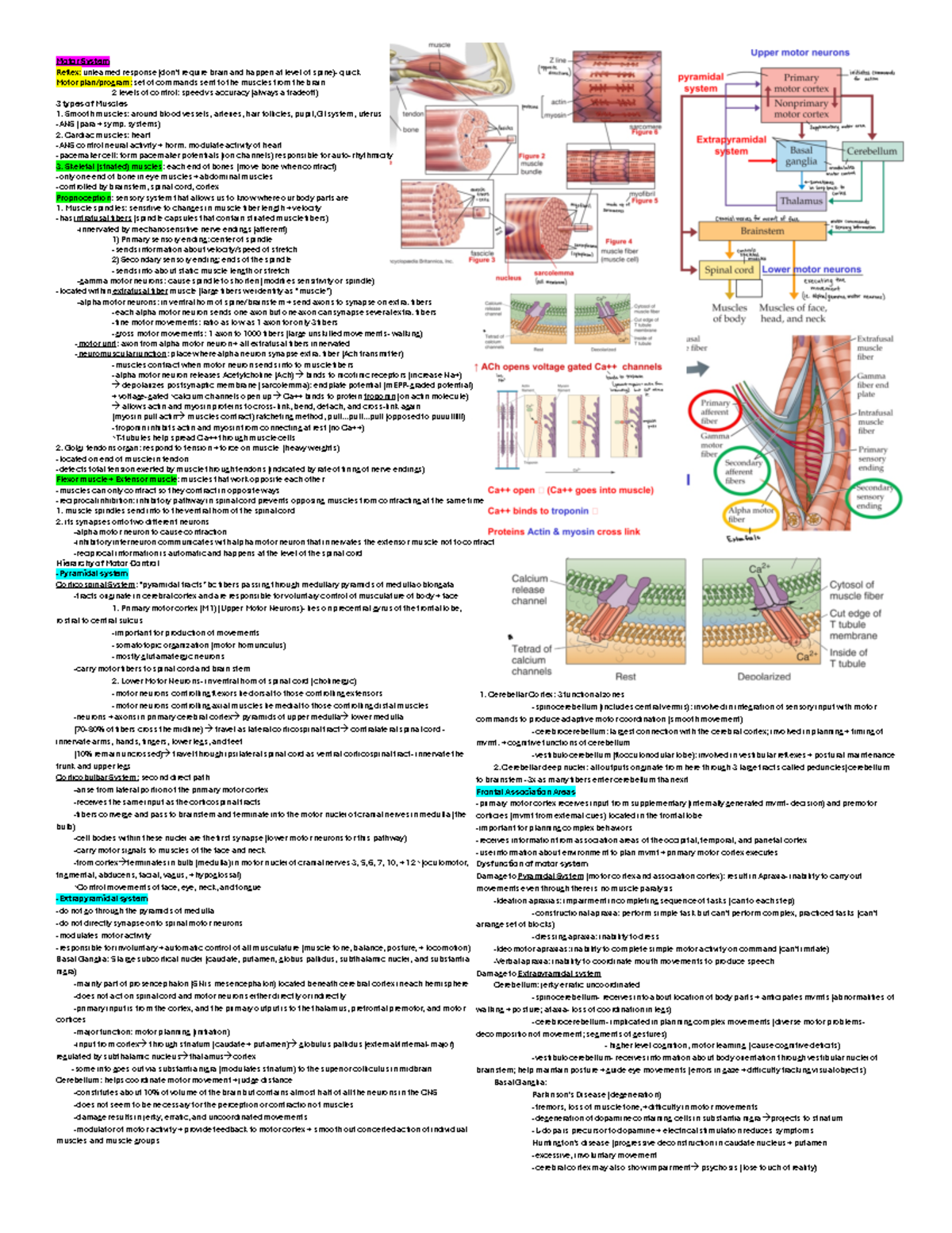 FBBC Module 4: Motor System Overview & Key Concepts Cheat Sheet - Studocu