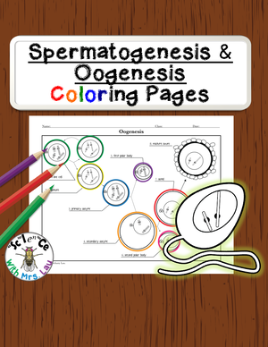 Big Brain Foldable - Areas of the Cortex - Answer Key - 1 © Tangstar ...