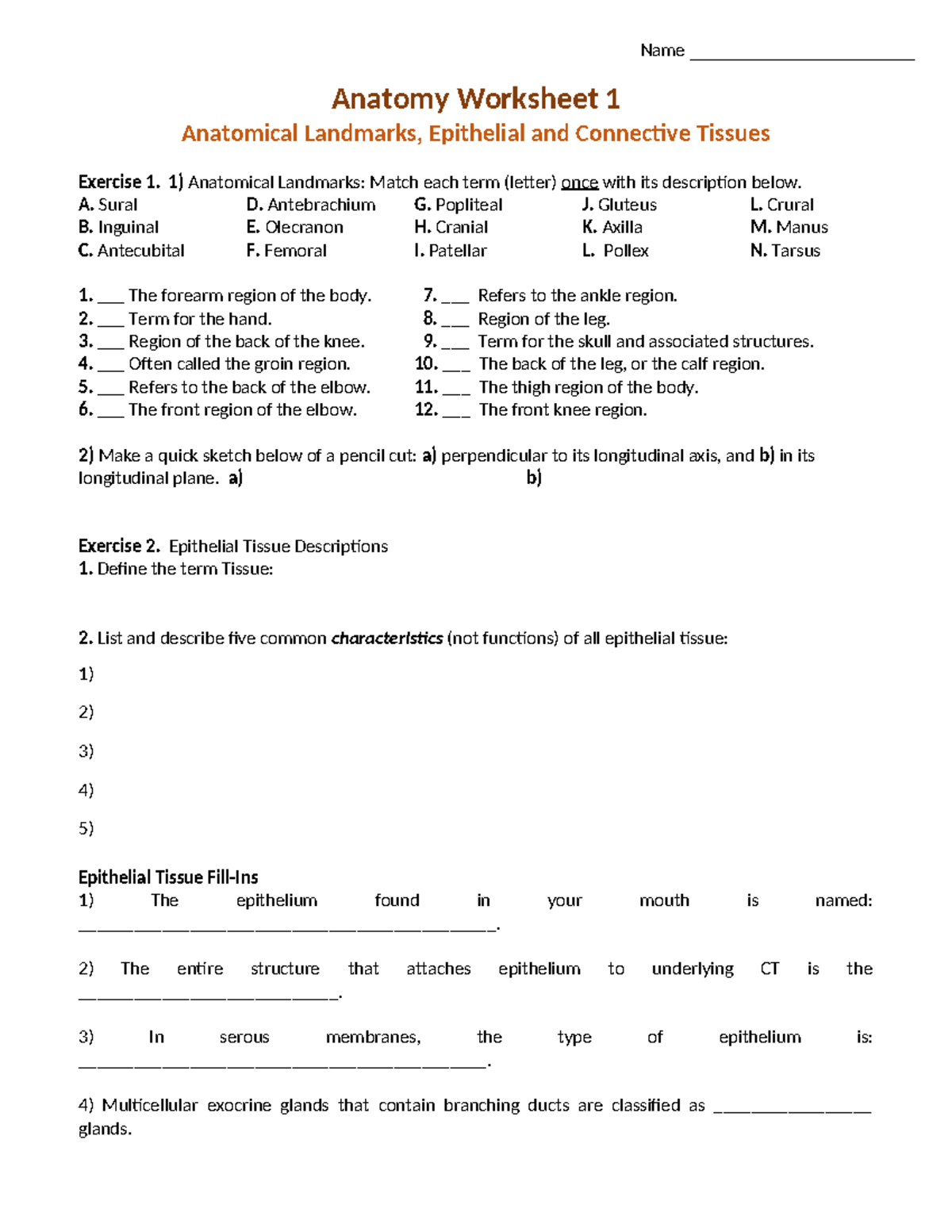 Anat Wkst 1: Intro to Epithelial & Connective Tissues - Studocu
