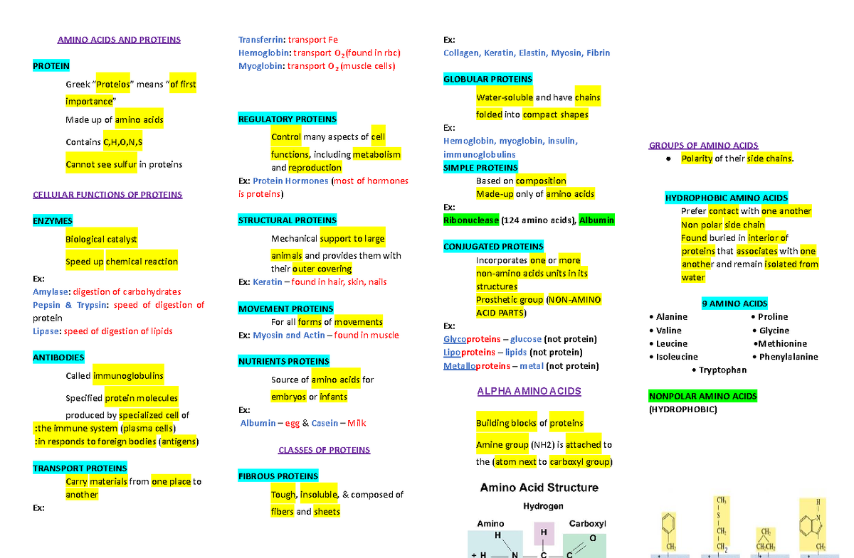 Amino Acids & Proteins: Lecture Notes on Structure and Functions - Studocu