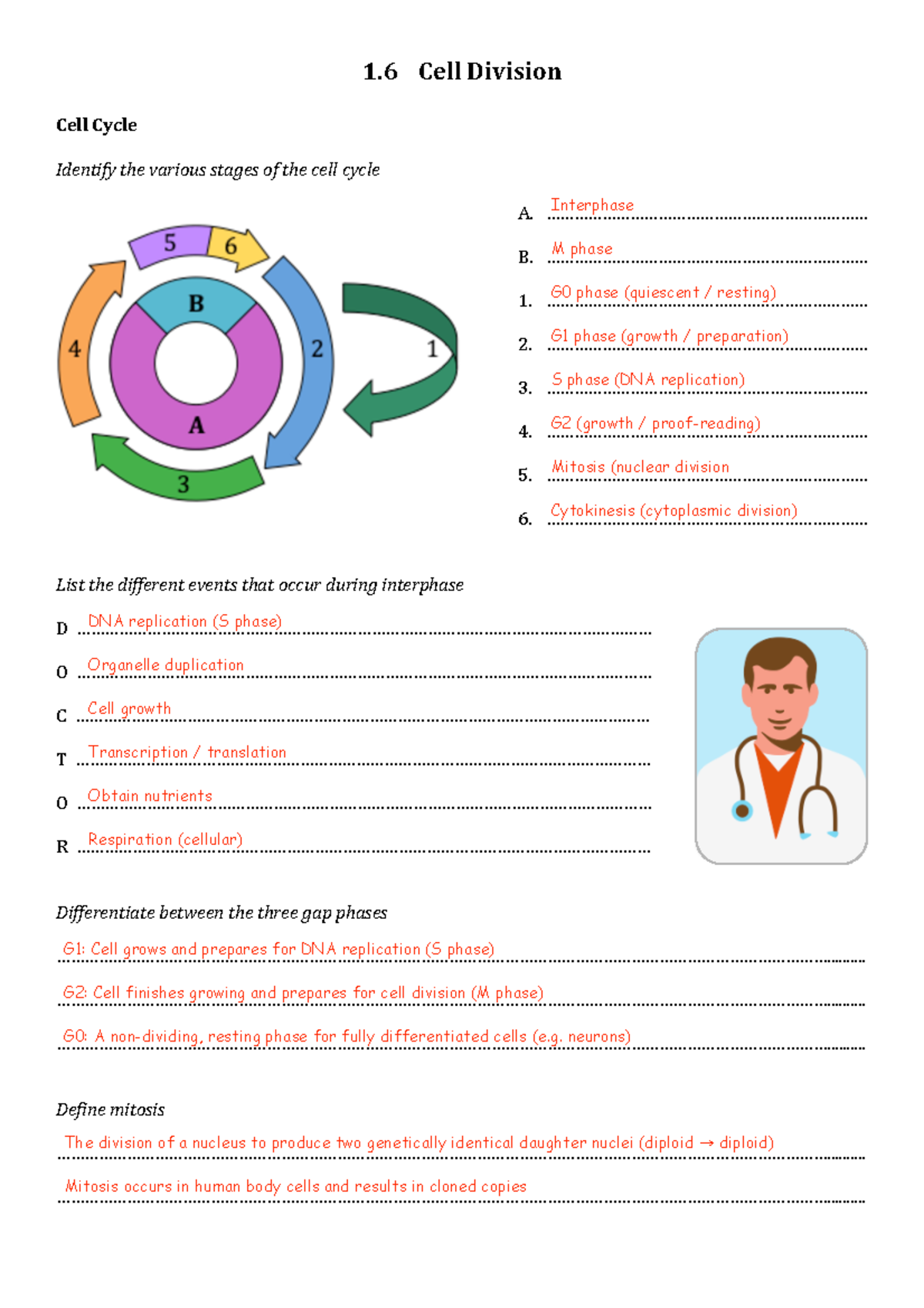 Topic 1.6: Cell Division Worksheet with Answers (Biology) - Studocu