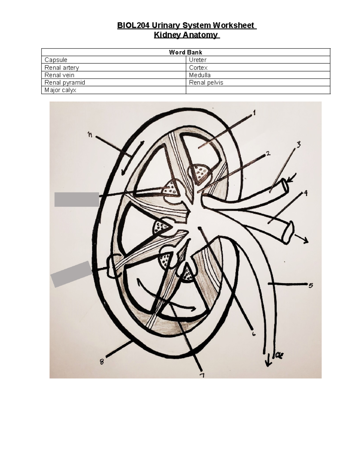 BIOL204 Urinary System Worksheet & Kidney Anatomy Review - Studocu
