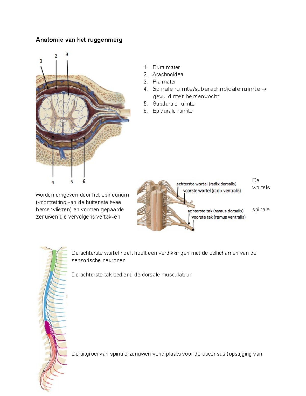 GNK ZSO WDD-1b - Anatomie van het Ruggenmerg en Zenuwweefsel - Studeersnel