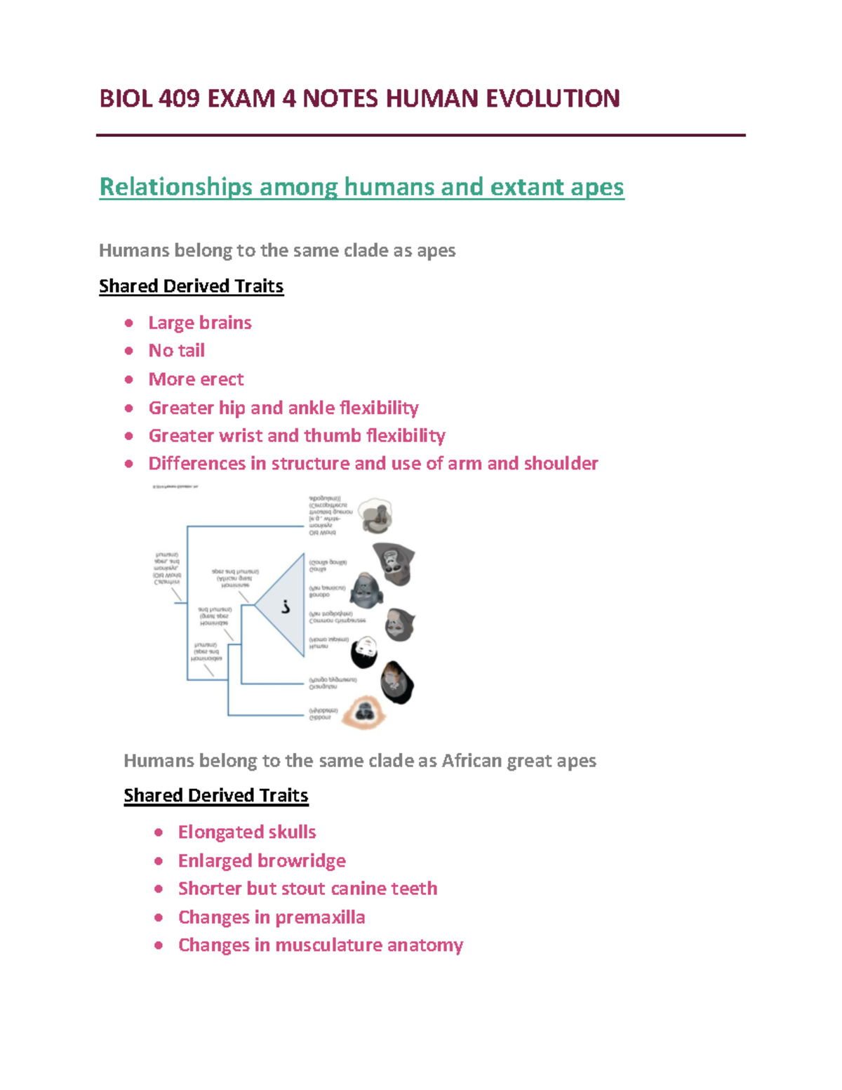 BIOL 409 EXAM 4 NOTES: HUMAN EVOLUTION - Studocu