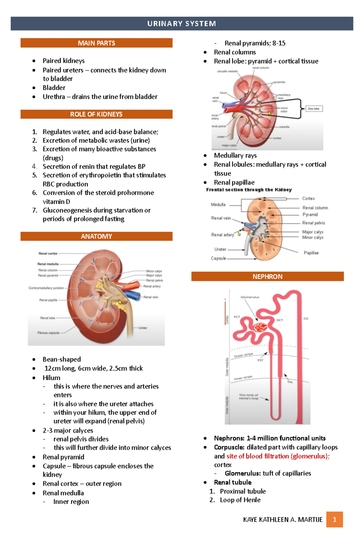 URINARY SYSTEM ANATOMY & FUNCTIONS: A COMPREHENSIVE GUIDE (BIO 101 ...