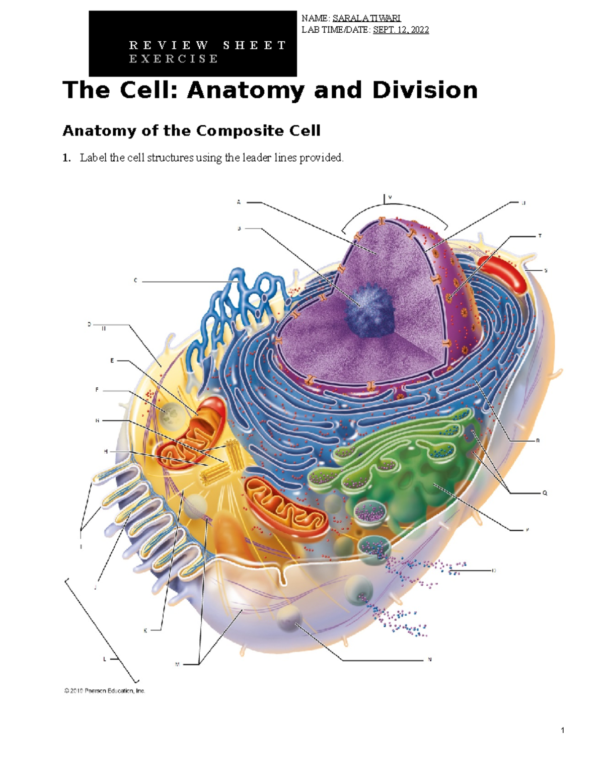 Lab Exam 1 Worksheet - Cells - The Cell: Anatomy and Division Anatomy ...